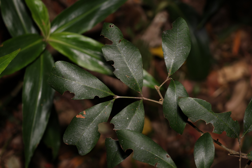 Guioa from Dundas QLD 4306, Australia on October 6, 2023 at 09:02 PM by ...