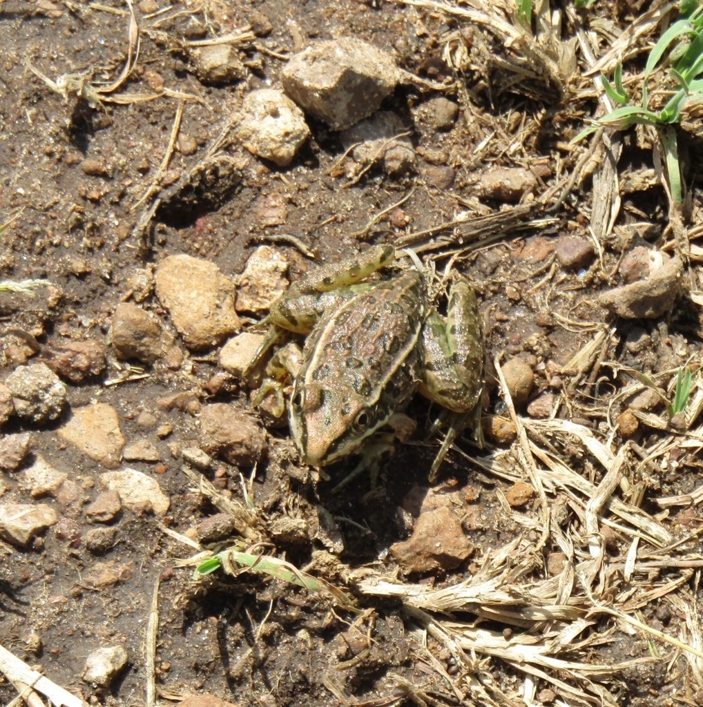 Transverse Volcanic Leopard Frog from 38997 Gto., México on September 5 ...