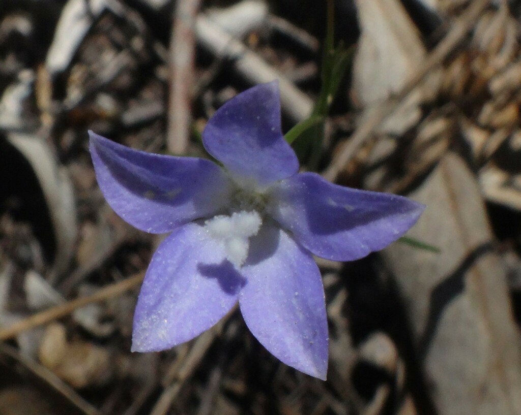 Tufted Bluebell from Hattah VIC 3501, Australia on October 9, 2019 at ...