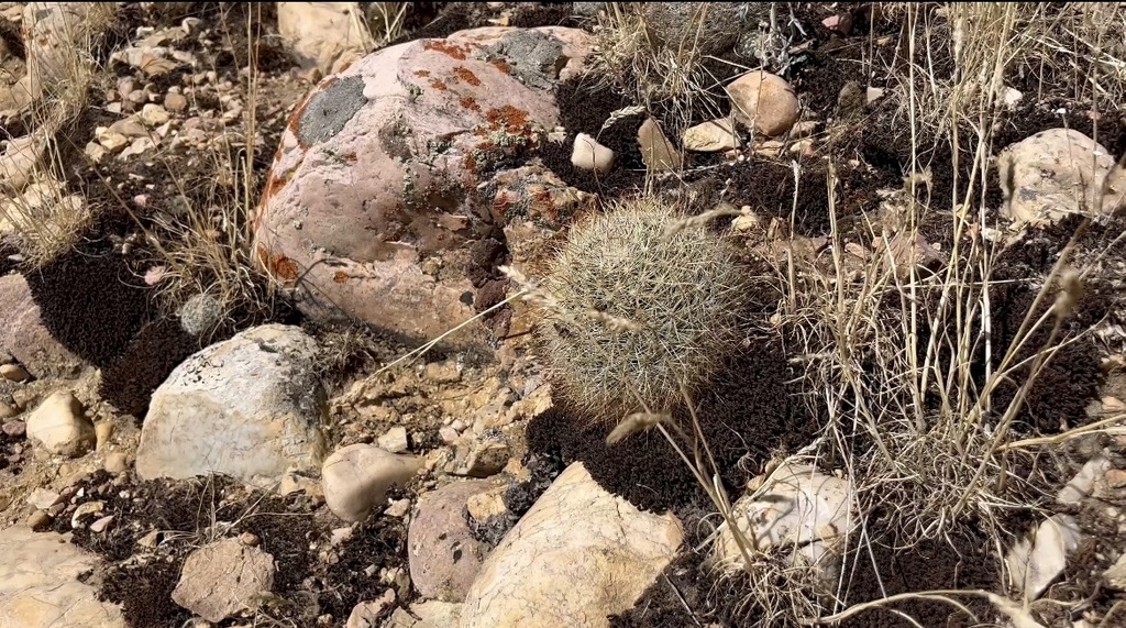 Mountain Ball Cactus from Manti-La Sal National Forest, Ephraim, UT, US ...