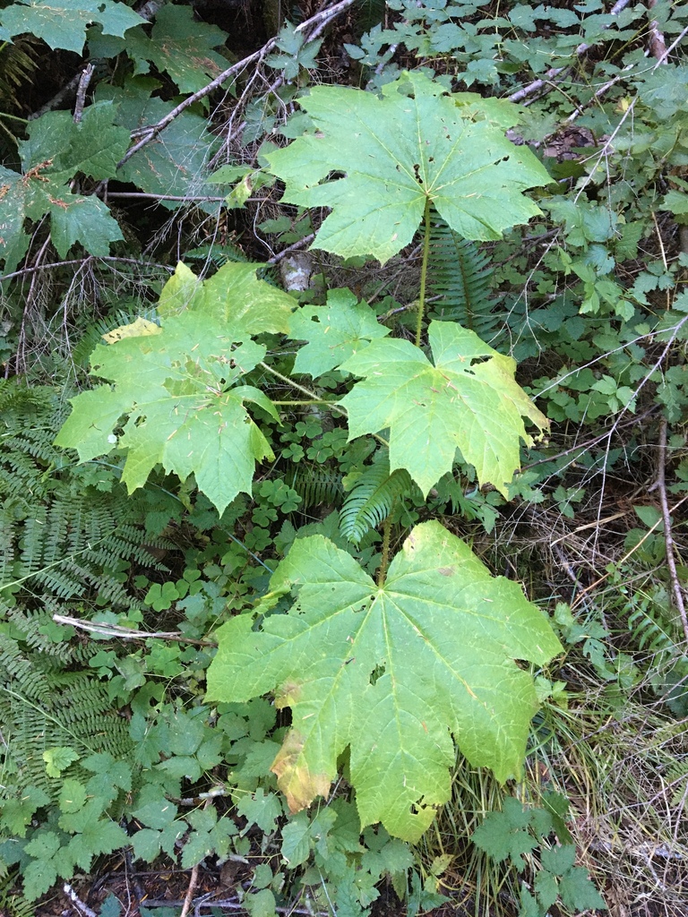 Devil's Club from Blachly, OR, US on October 6, 2023 at 03:49 PM by Ed ...