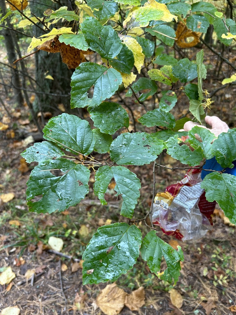 american witch-hazel from The Adirondack Preserve, Lake George, NY, US ...