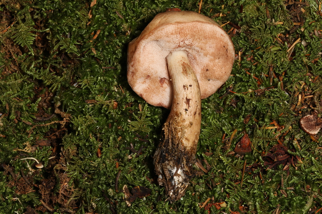 Bitter Bolete from 1584 Blackwater Lodge Rd, Davis, WV 26260, USA on ...