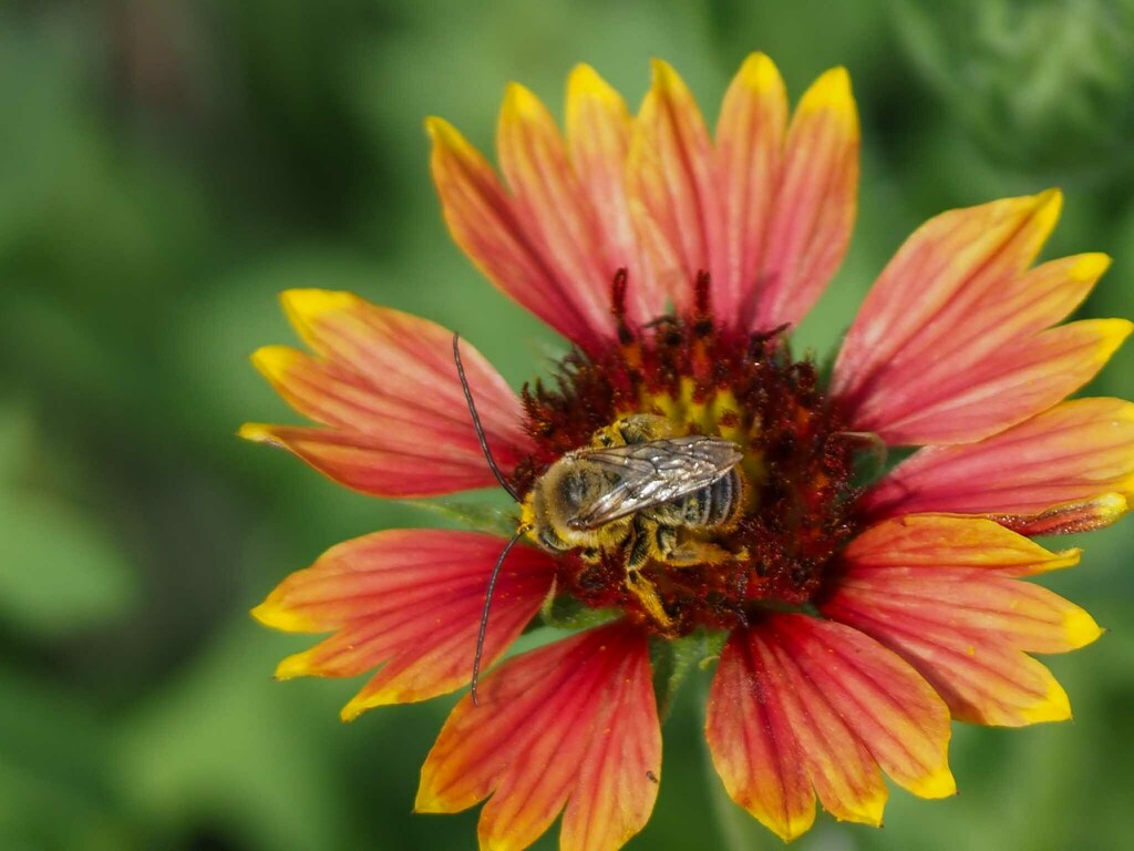 Longhorn Bees from Mueller, Austin, TX, USA on October 6, 2023 at 04:32 ...