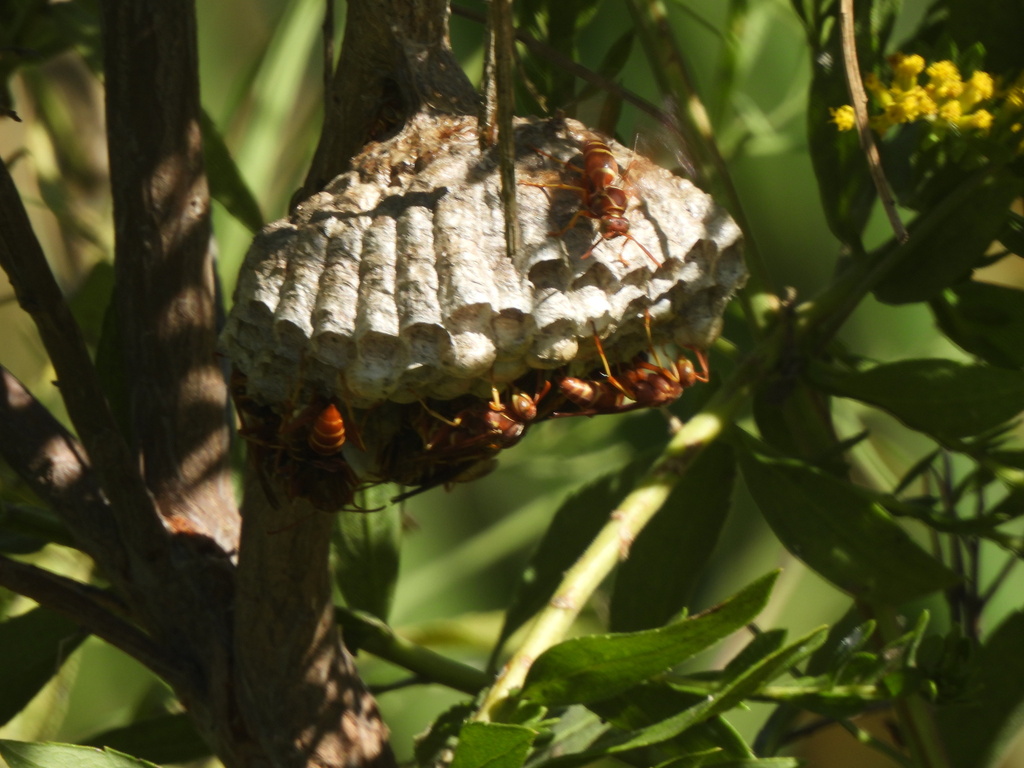 Southern Paper Wasp from Fort Worth, TX, USA on October 6, 2023 at 11: ...