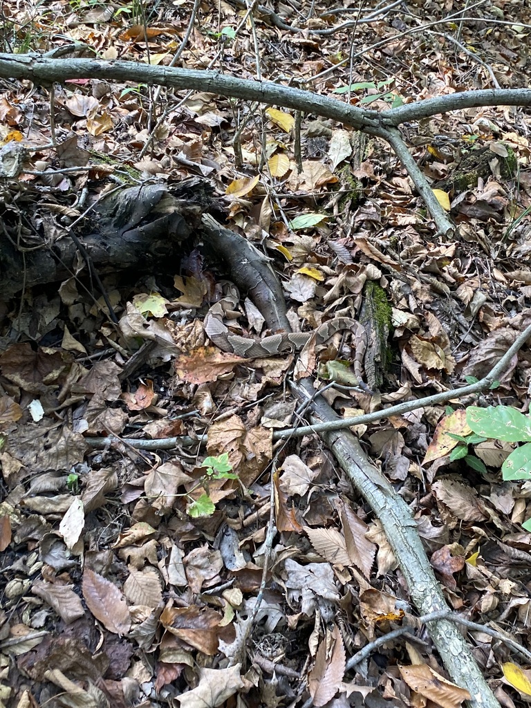 Eastern Copperhead in September 2023 by jim. Camera shy · iNaturalist