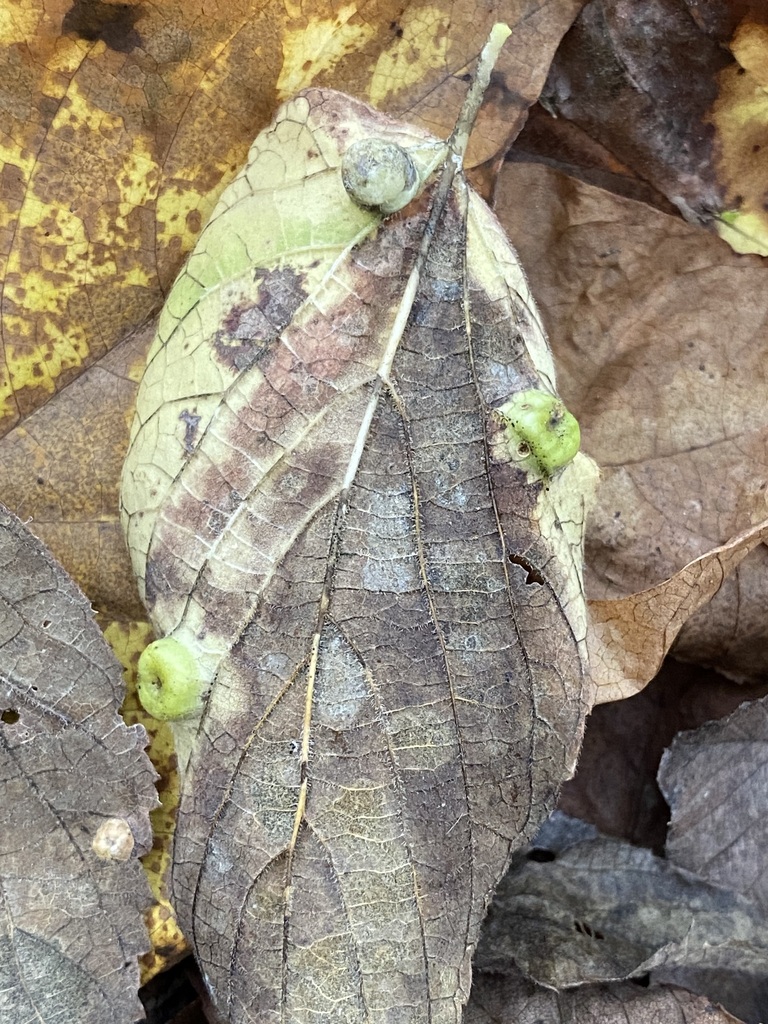 Hackberry Gall Psyllids in September 2023 by jim · iNaturalist