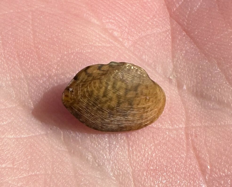 Fawnsfoot from Alabama River, Claiborne Dam tailwater, Monroe County ...