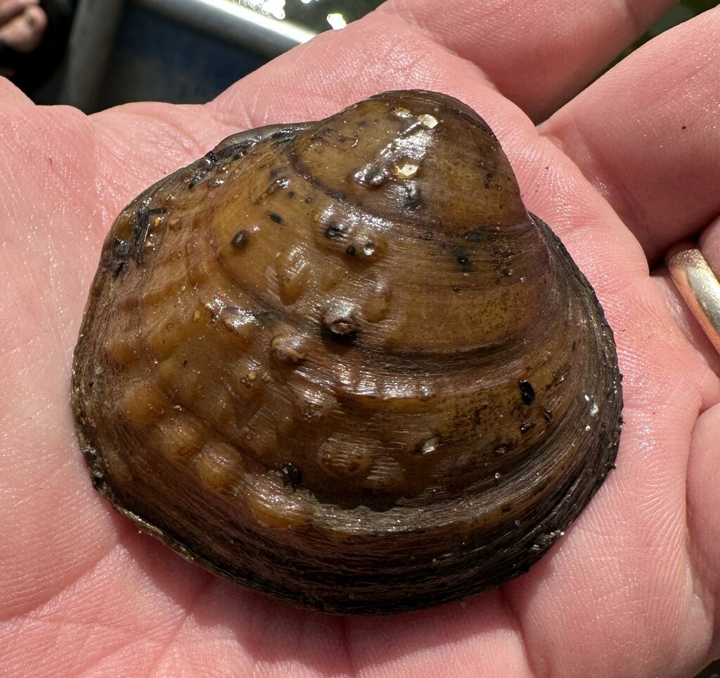 Alabama Orb from Alabama River, Claiborne Dam tailwater, Monroe County ...
