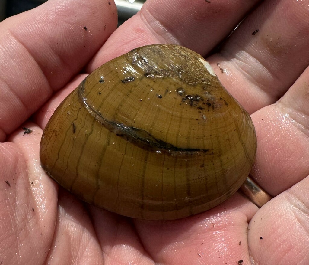 Butterfly Mussel from Alabama River, Claiborne Dam tailwater, Monroe ...