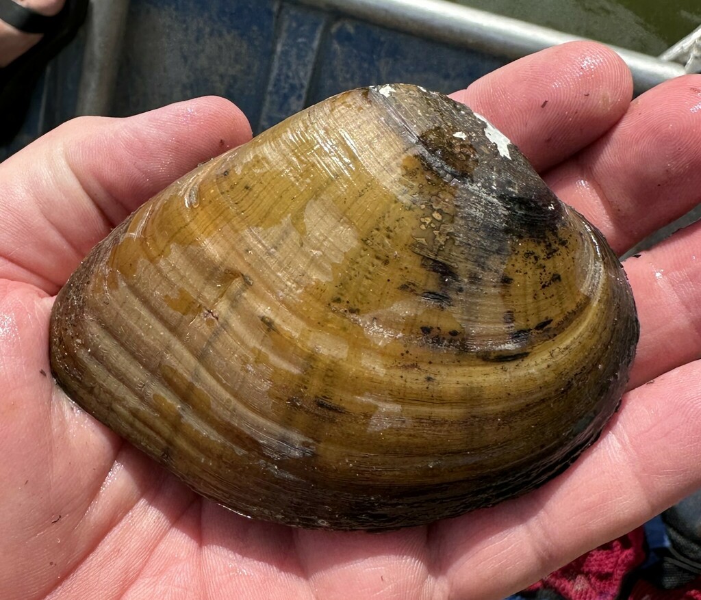 Butterfly Mussel from Alabama River, Claiborne Dam tailwater, Monroe ...