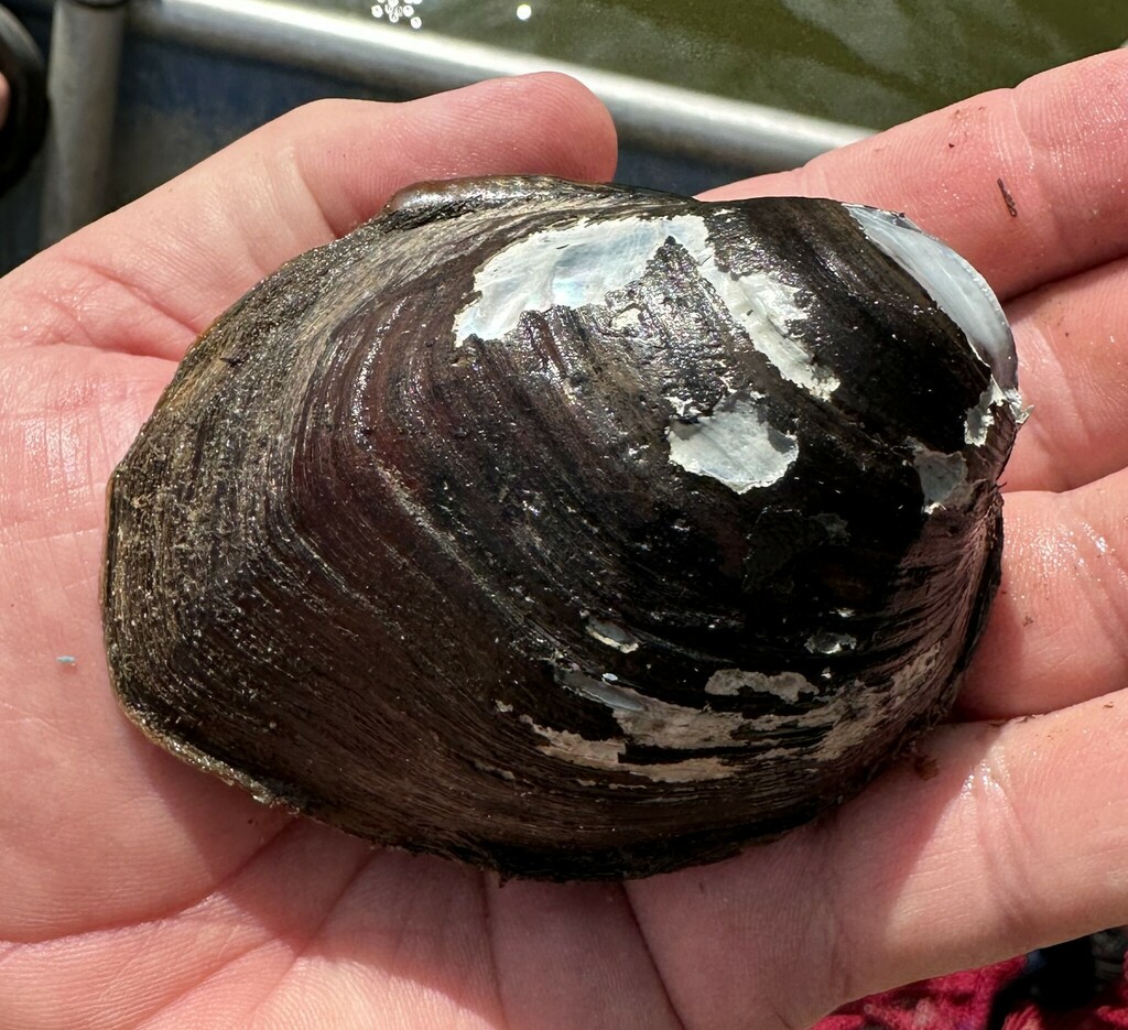 Ebonyshell from Alabama River, Claiborne Dam tailwater, Monroe County ...