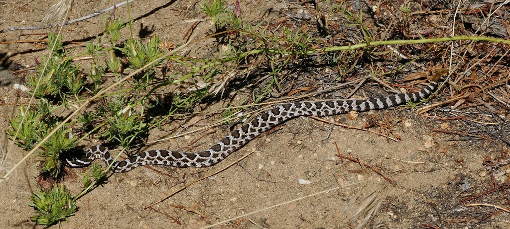 Southern Pacific Rattlesnake from Riverside, California, United States ...