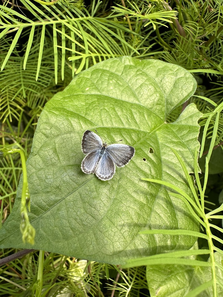 Pale Grass Blue from Setonaikai National Park, Naoshima, Kagawa-Gun ...