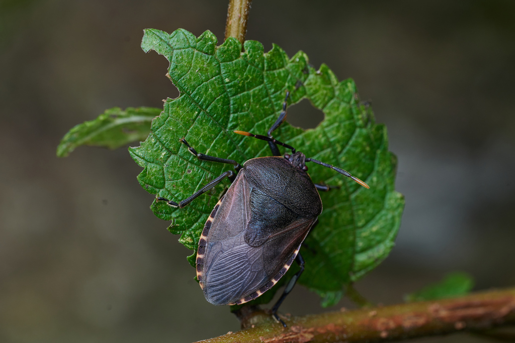 Coridius chinensis from Russia on September 25, 2023 at 02:17 PM by Li ...
