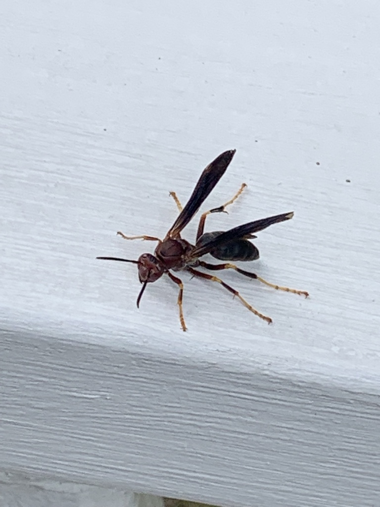 Metric Paper Wasp from Dewfield Dr N, Wilson, NC, US on September 30 ...