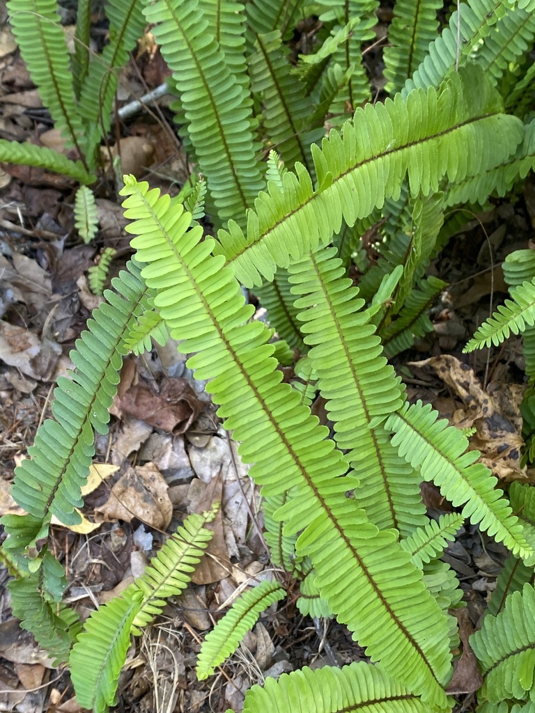 Fishbone Fern from Burnt Stump Dr, Plant City, FL, US on October 6 ...