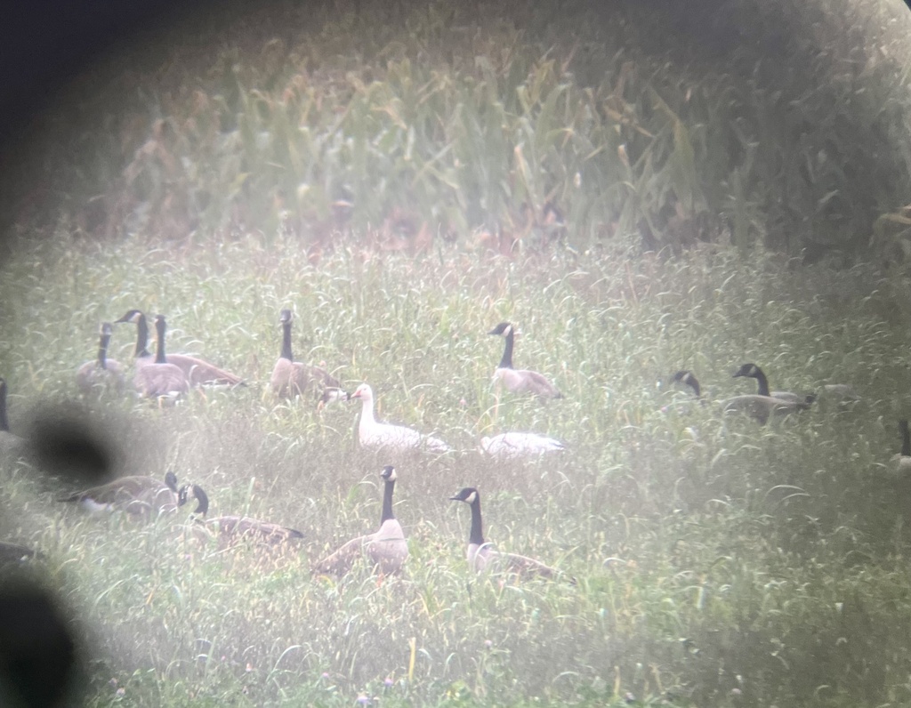 Lesser Snow Goose from Gore Line Rd, Whitewater Region, ON, CA on ...