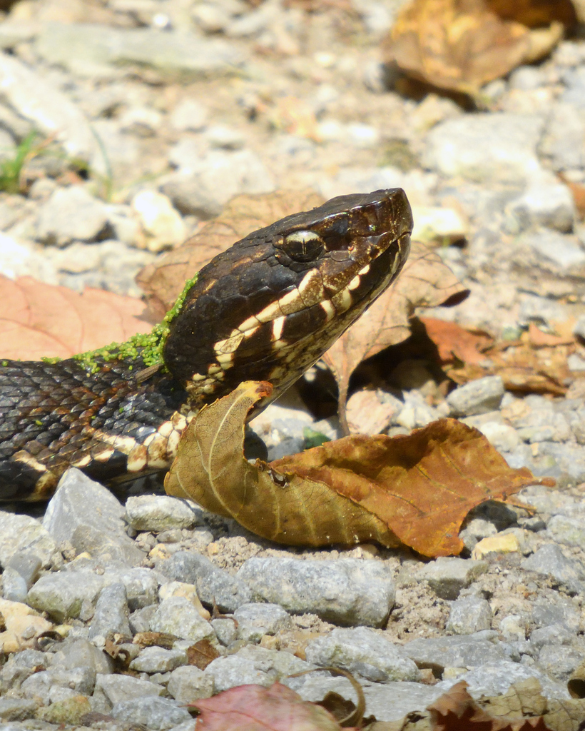 Northern Cottonmouth from Union County, IL, USA on September 22, 2023 ...