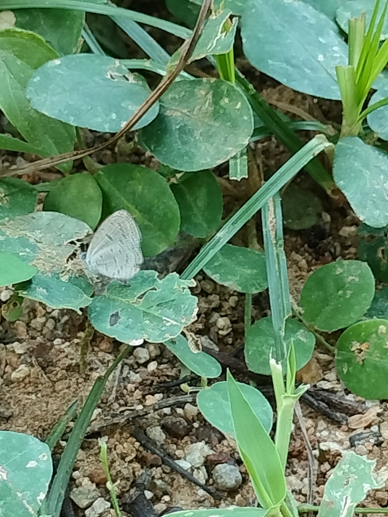 Tiny Grass Blue from QJ42+2FV, Panguru, Andhra Pradesh 517641, India on October 7, 2023 at 07:39 ...