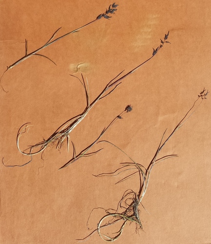 Subspecies Poa pratensis colpodea · iNaturalist