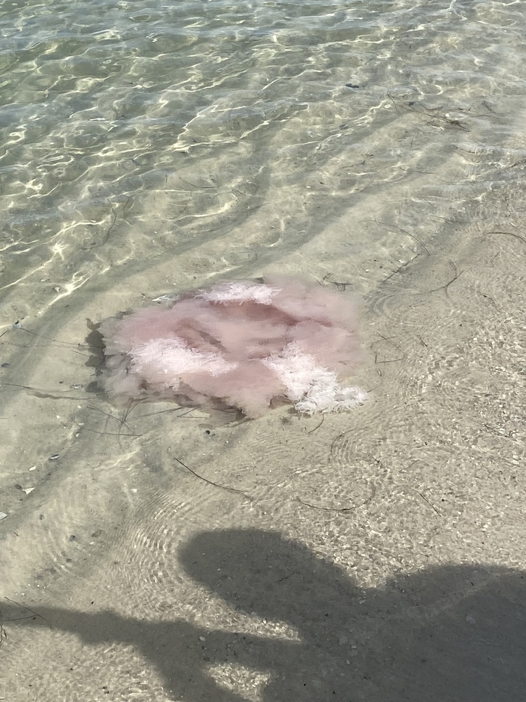 Pink Meanie from Ship Island Harbor, MS, US on October 6, 2023 at 12:22 ...