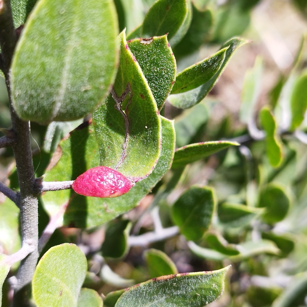 Manzanita Leafgall Aphid from Puebla, Pue., México on October 6, 2023 ...