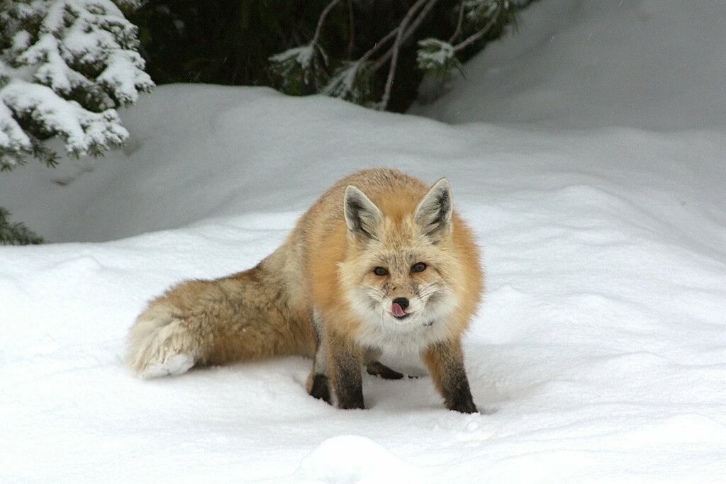 Cascade Red Fox (Vulpes vulpes cascadensis) - Know Your Mammals