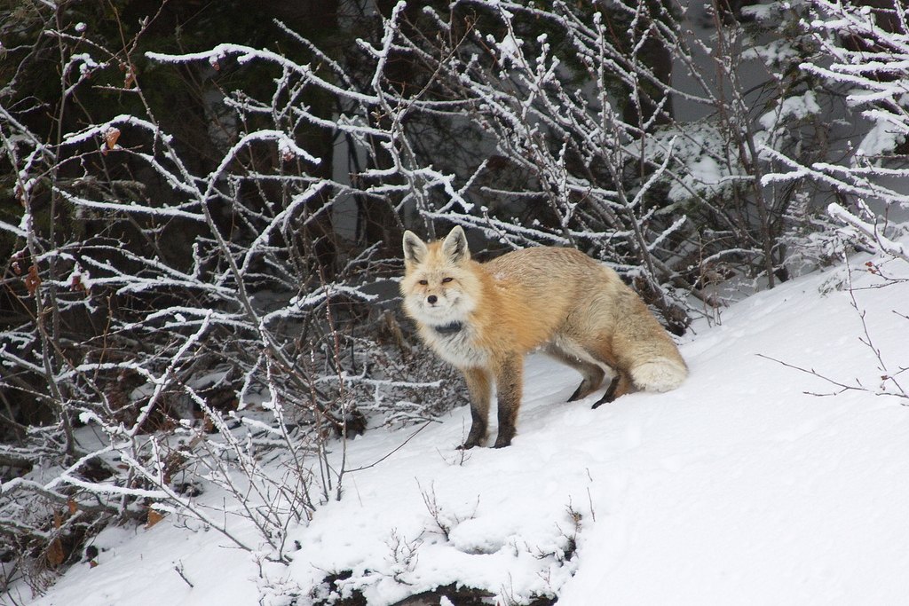 Cascade Red Fox (Vulpes vulpes cascadensis) - Know Your Mammals