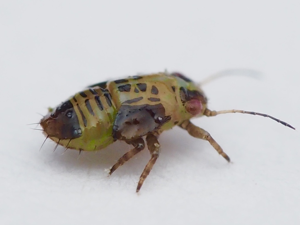 Psylloids from North Island, Kaeo, Northland, NZ on October 4, 2023 at ...