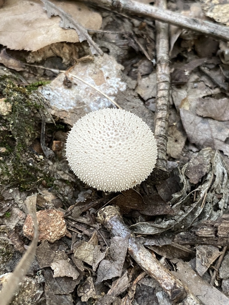 common puffball in October 2023 by jim · iNaturalist