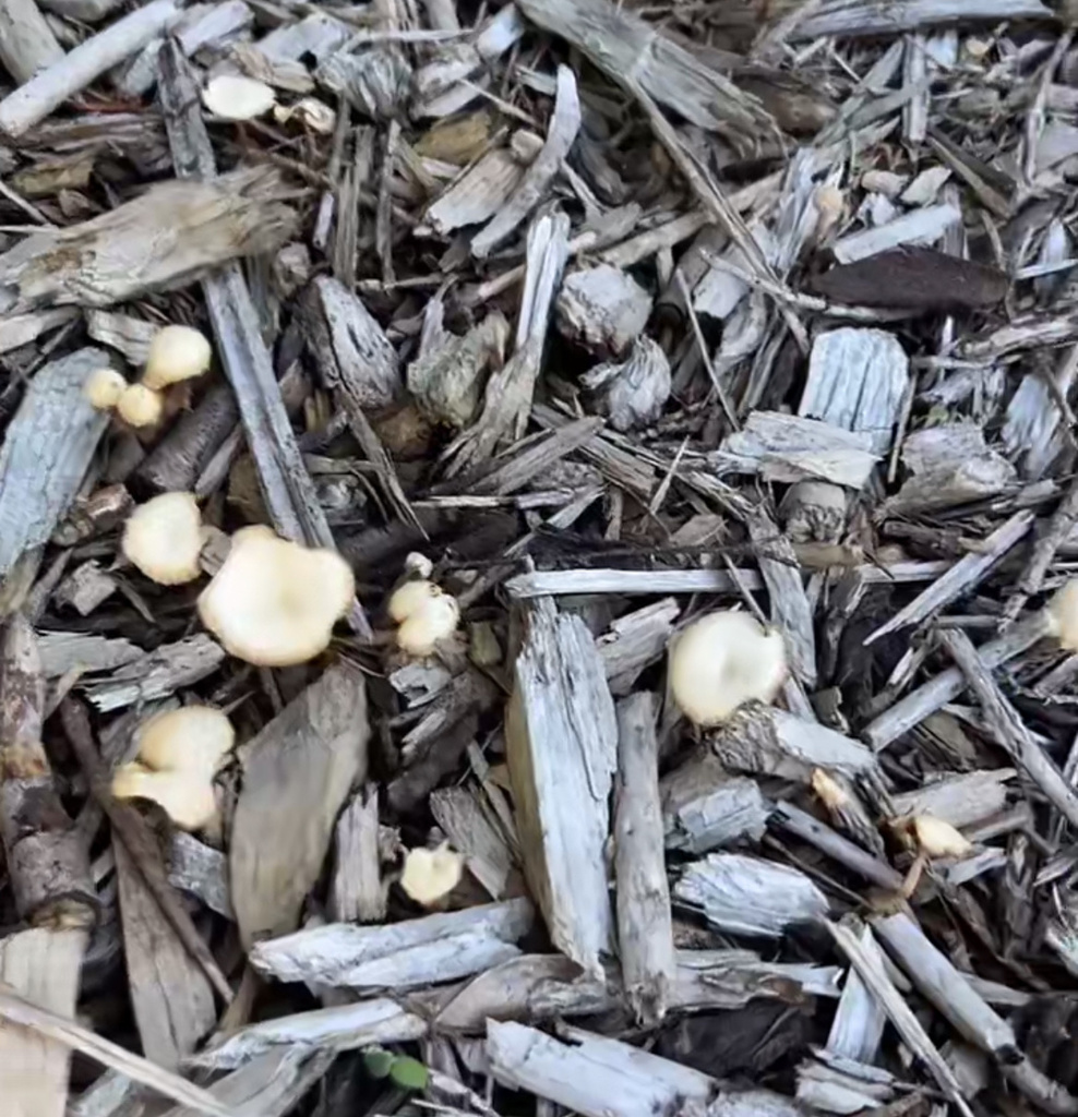 Wavy Cap in October 2023 by baileyboehme · iNaturalist