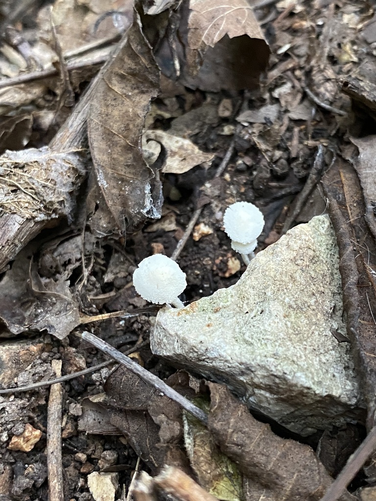 Common Gilled Mushrooms and Allies in October 2023 by Jim Oehmke ...