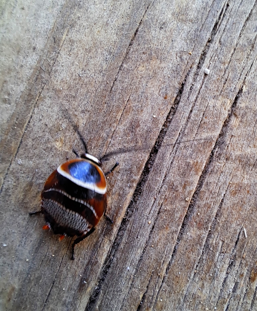 Austral Ellipsidion from 4188 Gwydir Highway, Elsmore NSW 2360 ...