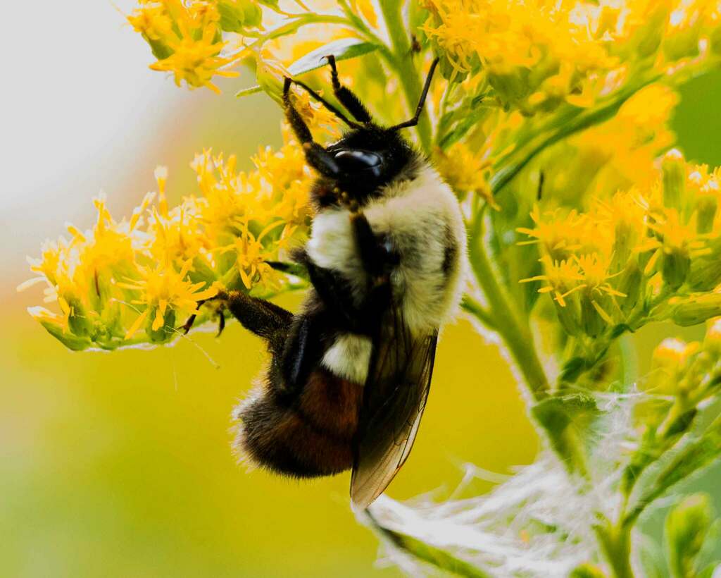Common Eastern Bumble Bee from Arlington Forest, Arlington, VA, USA on ...