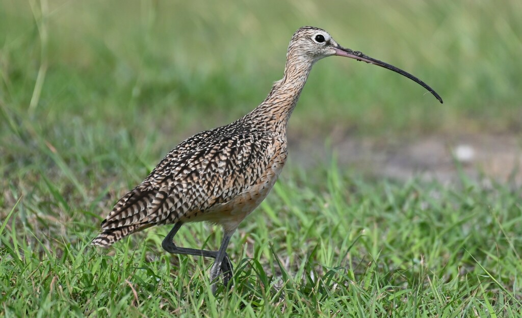 Long-billed Curlew from Portland, TX, USA on October 6, 2023 at 11:19 ...