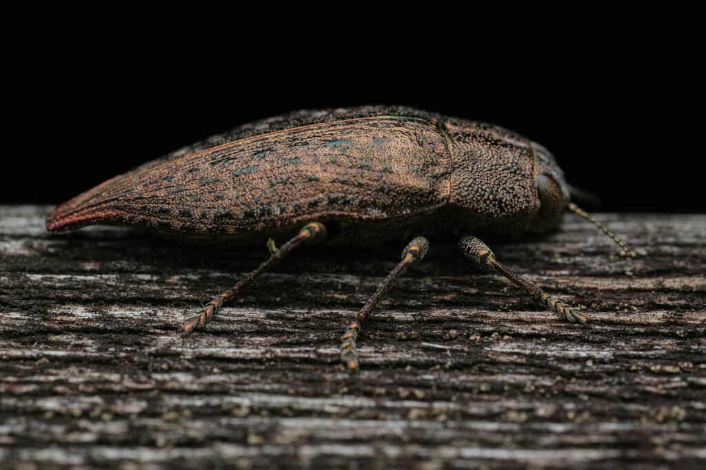 Flat-headed Hardwood Borer from Milton, ON, Canada on October 6, 2023 ...