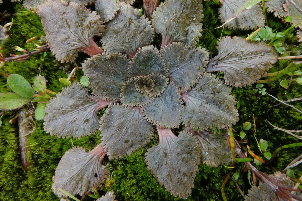 Gunnera hamiltonii in March 2016 by John Barkla. One of several ...