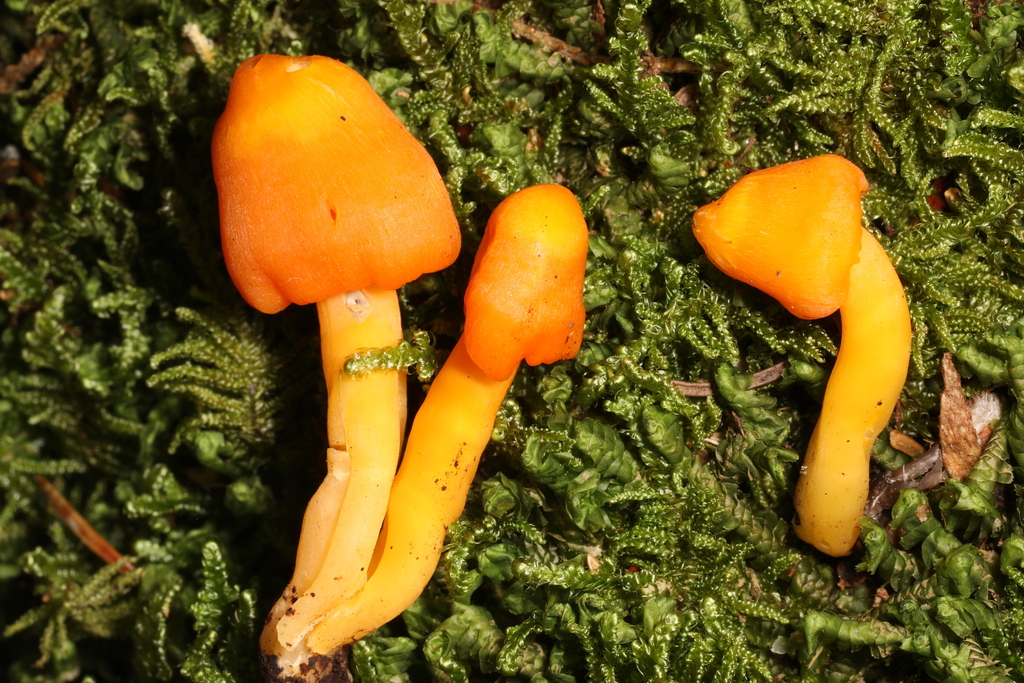 orange gilled waxcap from 1584 Blackwater Lodge Rd, Davis, WV 26260 ...