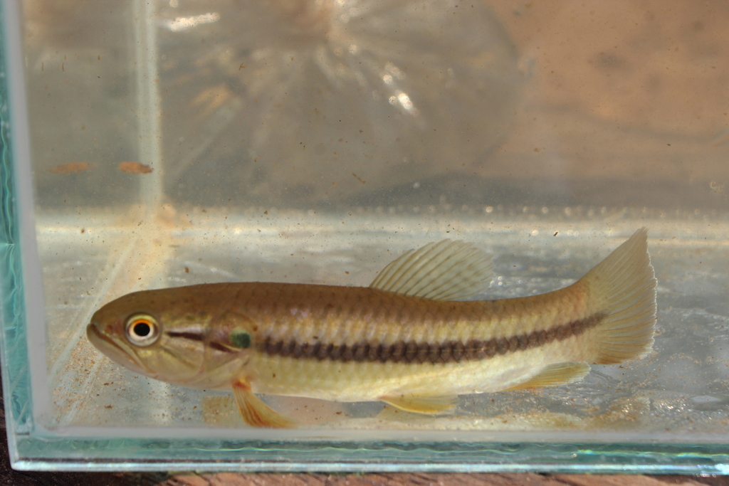 Gold Wolf Fish from Ribas do Rio Pardo - MS, 79180-000, Brasil on ...