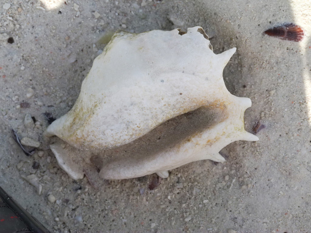 Common Spider Conch from Arborek Island, Raja Ampat, Indonesia on ...