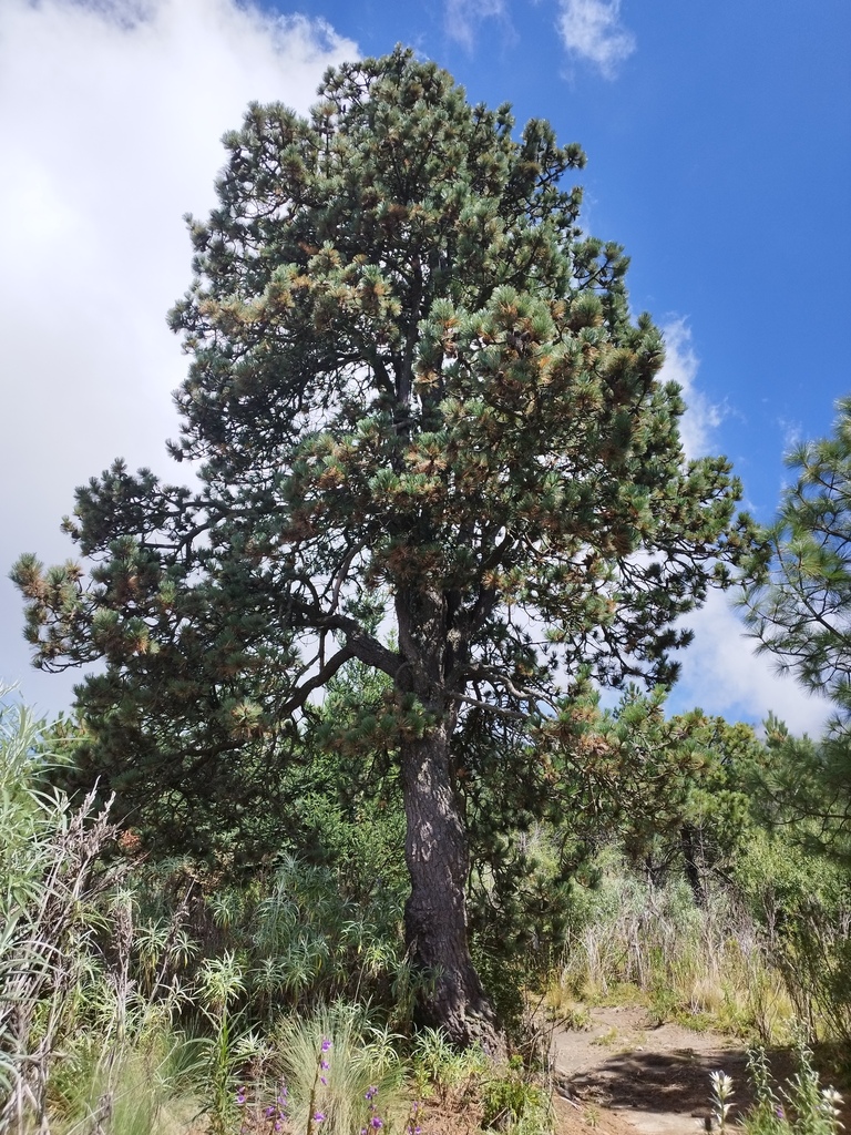 Hartweg's pine from Puebla, Pue., México on October 6, 2023 at 11:28 AM ...