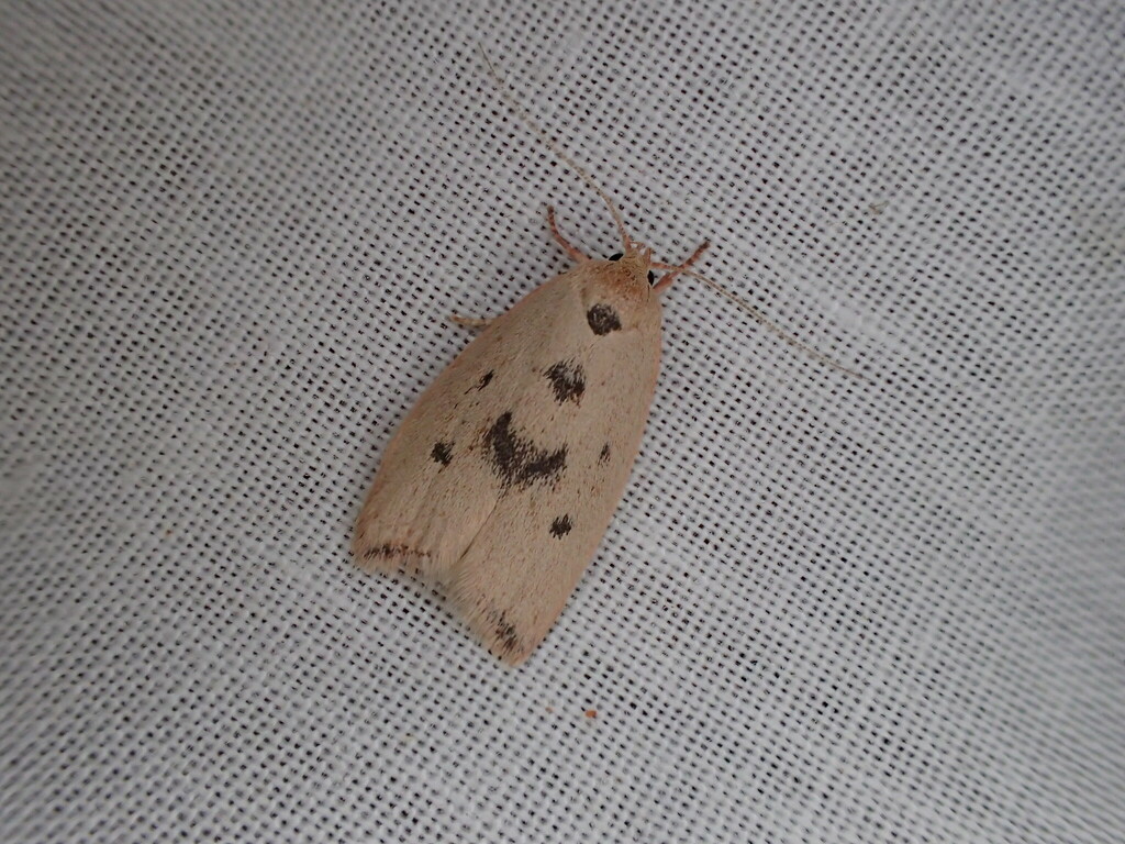 Curved-horn Moths from Warumungu NT 0852, Australia on October 5, 2023 ...