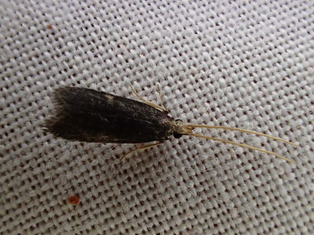 Long-horned Moths from Warumungu NT 0852, Australia on October 6, 2023 ...