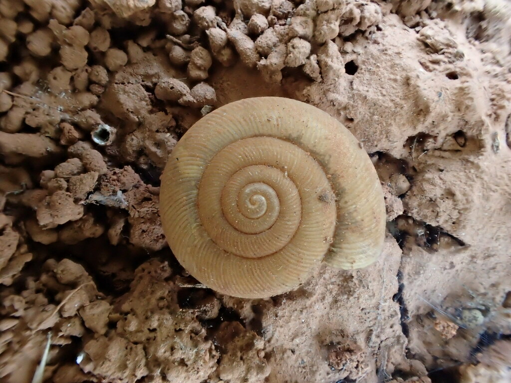 Camaenidae from Manbulloo NT 0852, Australia on October 4, 2023 at 11: ...