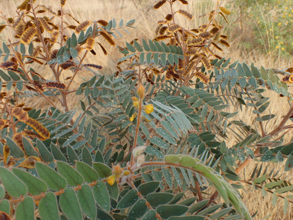 sennas from Tanami East NT 0852, Australia on October 4, 2023 at 07:29 ...