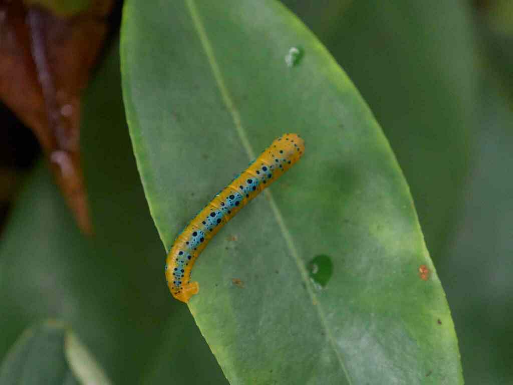 Blue Tiger Moth from Surla, Goa, India on October 6, 2023 at 11:07 AM ...