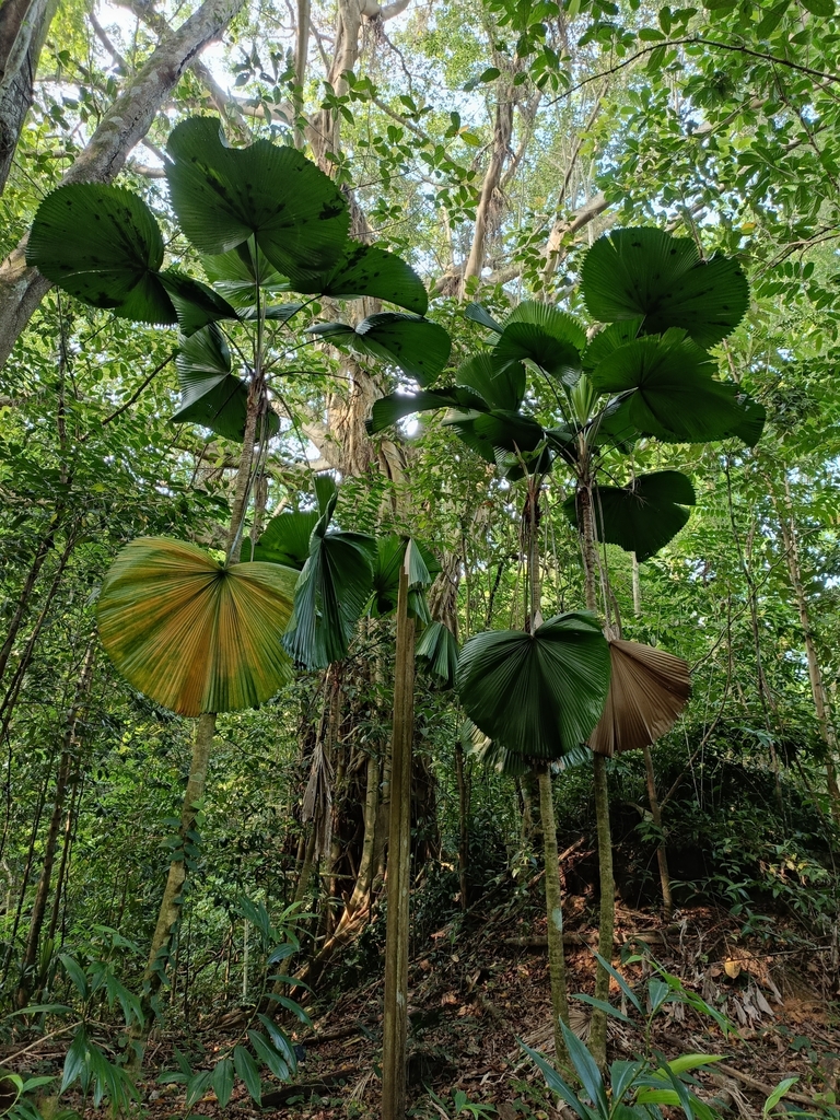 Vanuatu Fan Palm from Bukit Panjang, Singapore on October 7, 2023 at 09 ...