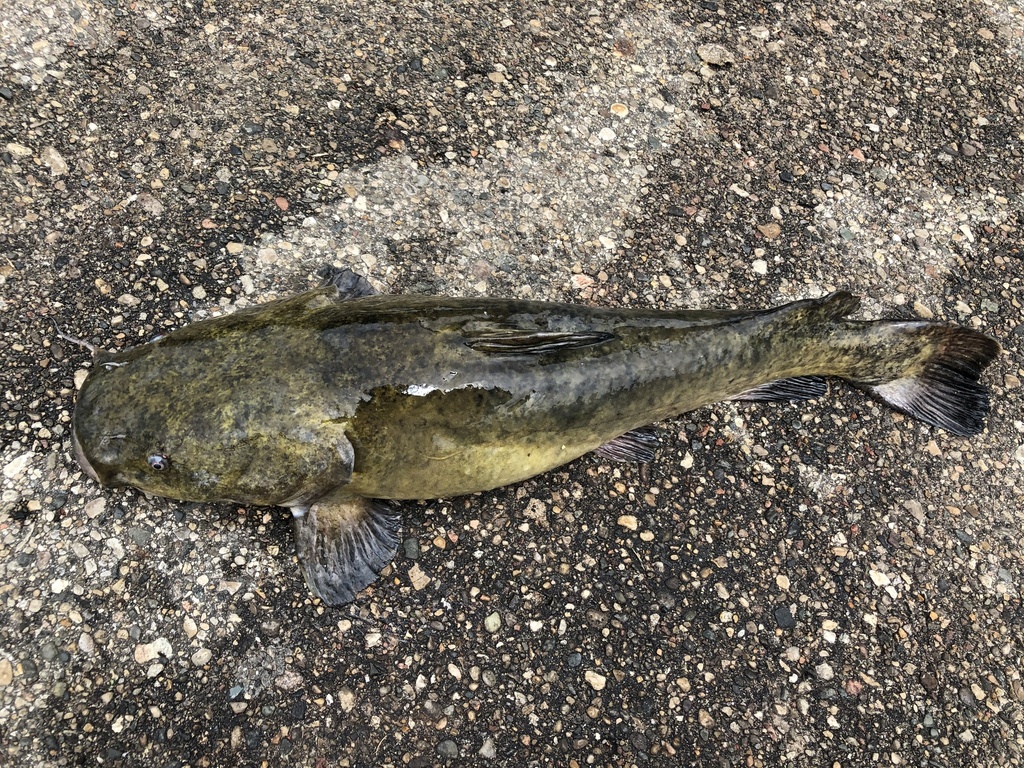 Flathead Catfish from Monroe Ave NW, Grand Rapids, MI, US on June 1 ...
