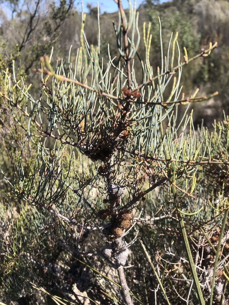 dwarf sheoak from Ngarkat SA 5302, Australia on October 7, 2023 at 10: ...
